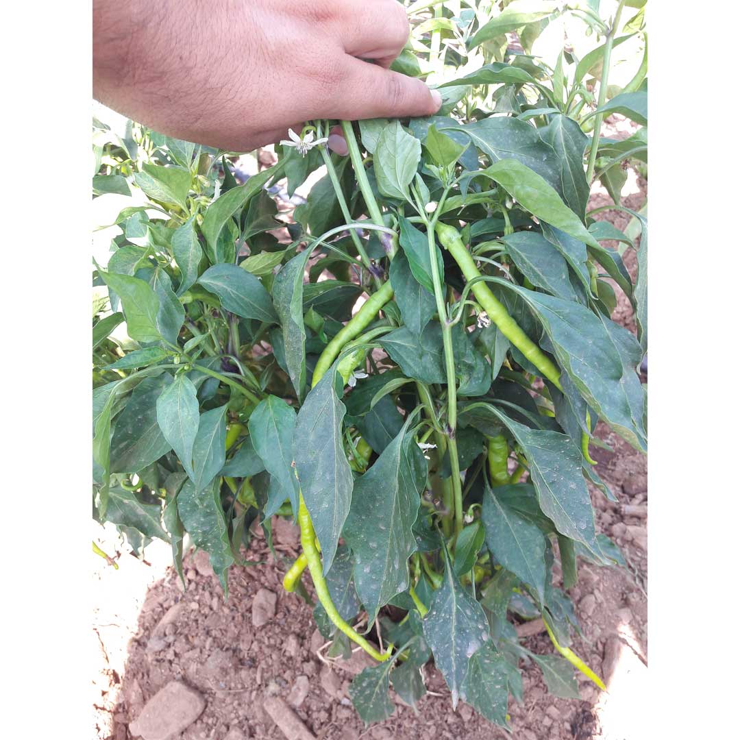 Sivri Biber - Bayındır | Aska Zirai